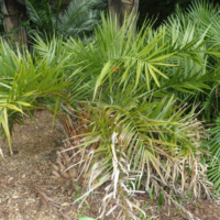 Palma Datilera Plateada – Vivero los Encinos