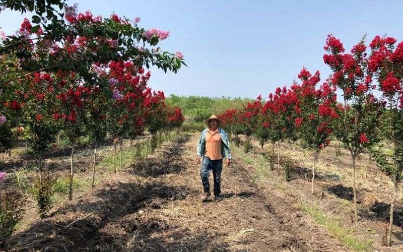 Crespón Rojo – Vivero los Encinos
