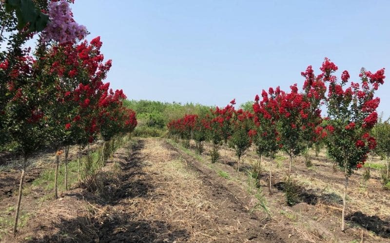 Crespón Rojo – Vivero los Encinos
