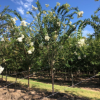 Crespón Blanco – Vivero los Encinos