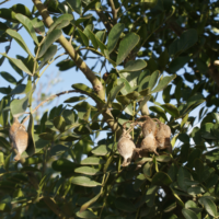 Colorín ó Laurel de la Montaña – Vivero los Encinos
