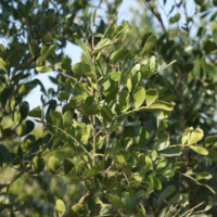 Colorín ó Laurel de la Montaña – Vivero los Encinos