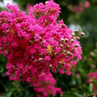 Crespón Rosa Fuerte – Vivero los Encinos