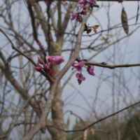 Duraznillo – Vivero los Encinos