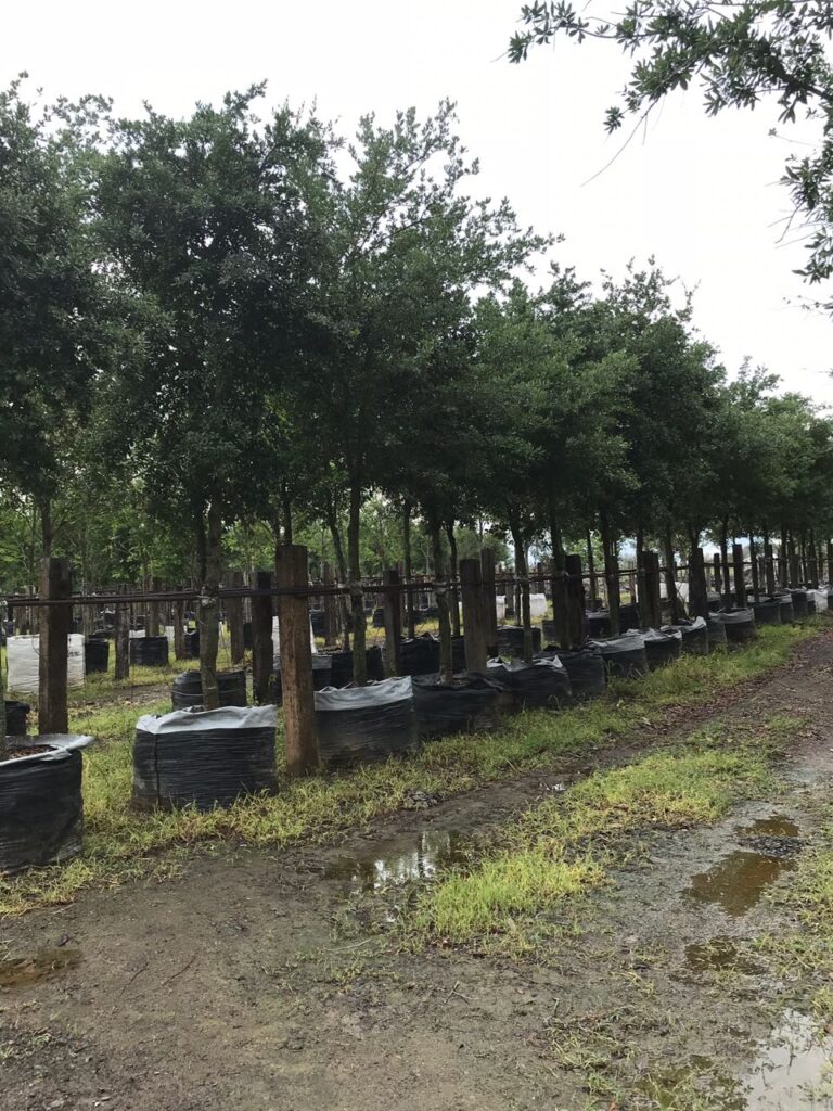 encino1 – Vivero los Encinos