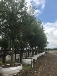 Encino Siempre Verde – Vivero los Encinos