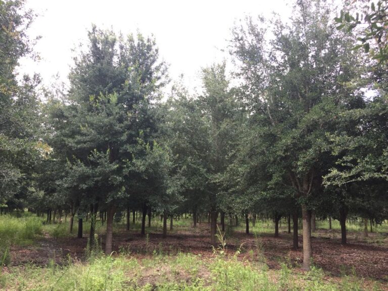 encinorojo4 – Vivero los Encinos