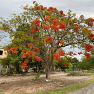 Framboyán – Vivero los Encinos