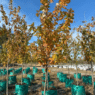 Maple Canadiense – Vivero los Encinos