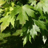 Maple Mexicano – Vivero los Encinos