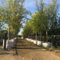 Maple Mexicano – Vivero los Encinos