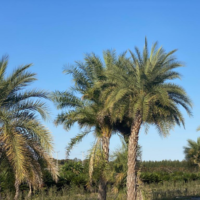 Palma Datilera Plateada – Vivero los Encinos