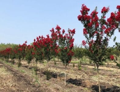 Encino Siempre Verde – Vivero los Encinos